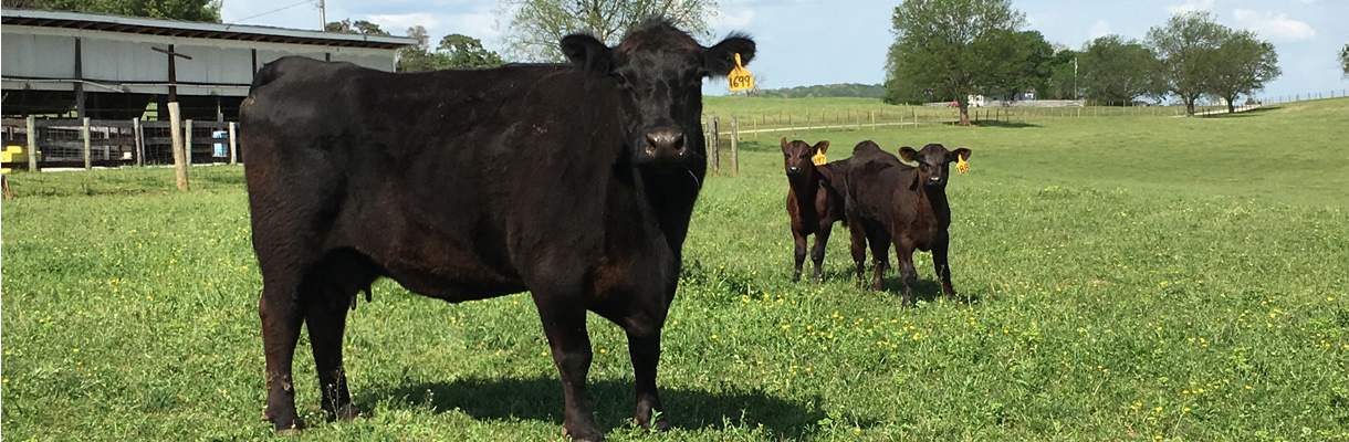 Mission | UTIA Genomics Center for the Advancement of Agriculture