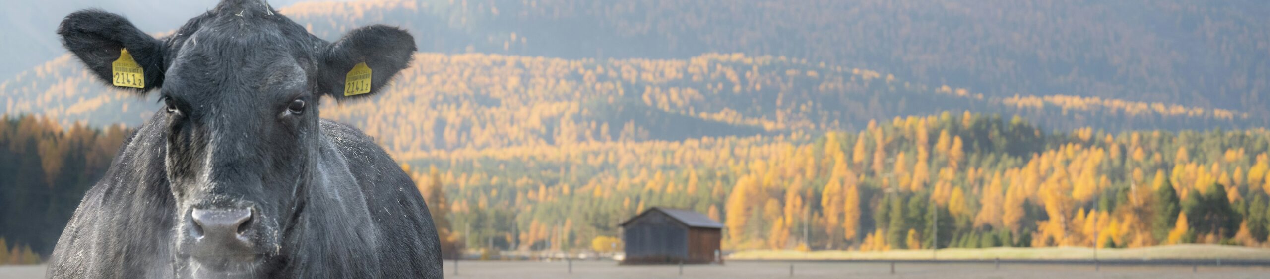 Affiliated Faculty | UTIA Genomics Center for the Advancement of ...